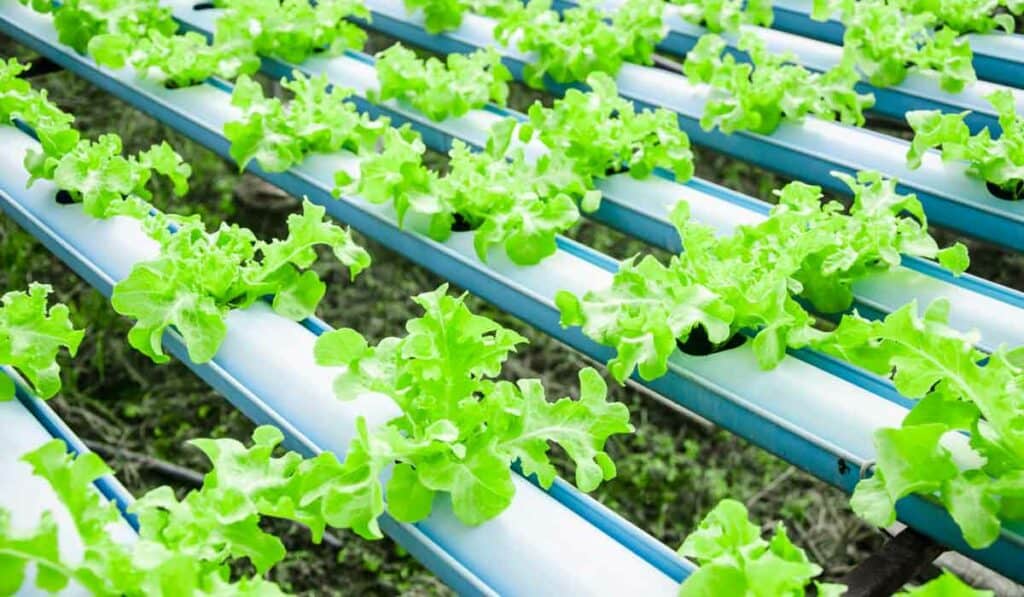 The 10 Best Plants to Grow in Hydroponic Gardens + 3 to Skip