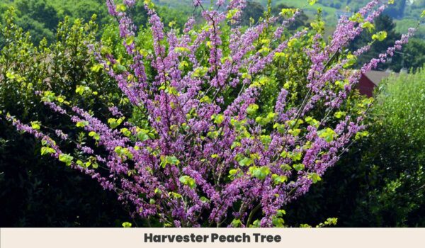 12 Trees with Pink Flowers and Leaves | Brighten your Garden