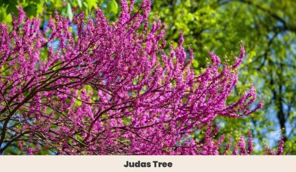 12 Trees with Pink Flowers and Leaves | Brighten your Garden