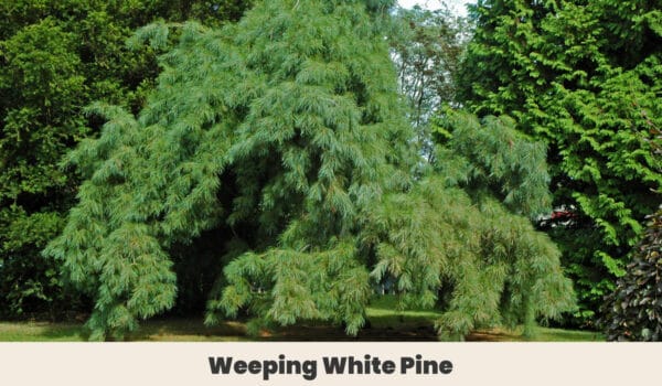 10 Dwarf Weeping Trees That Are Perfect For Small Gardens