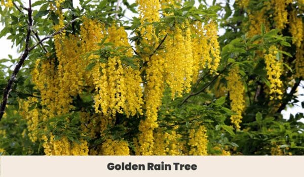 11 Yellow Flowering Trees to Plant This Year + Growing Guide