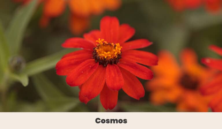 11 Stunning Red Flower Perennials That Bloom All Summer
