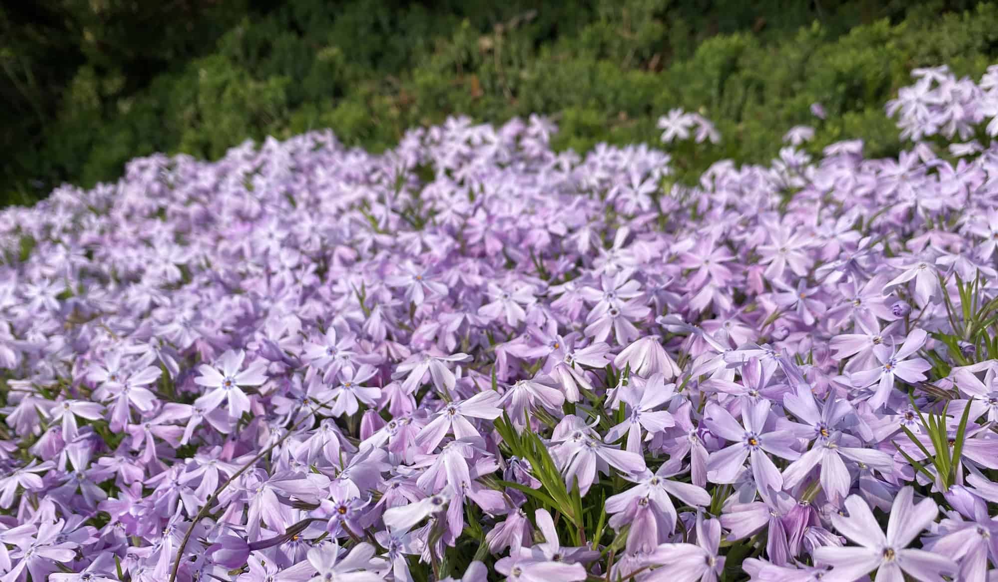 12 Tall Pink Perennials With The Best Flowers in Full Bloom