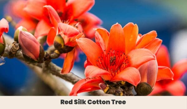 11 Stunning Red Flowering Trees With Pictures + Grow Guides