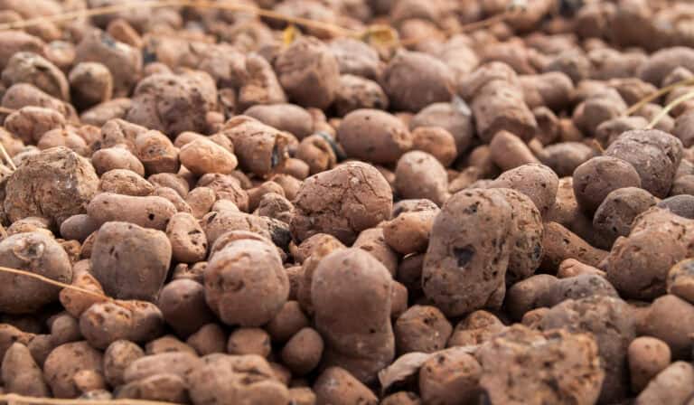 The Secret To Growing Hydroponic Beans: A Complete Guide