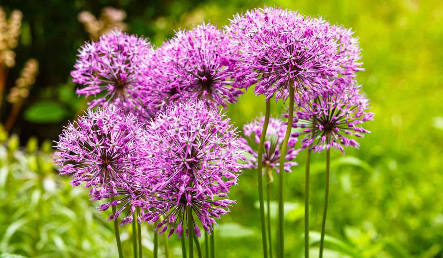 The 11 Best High Nitrogen Fertilizers | 2023 Organic Gardens