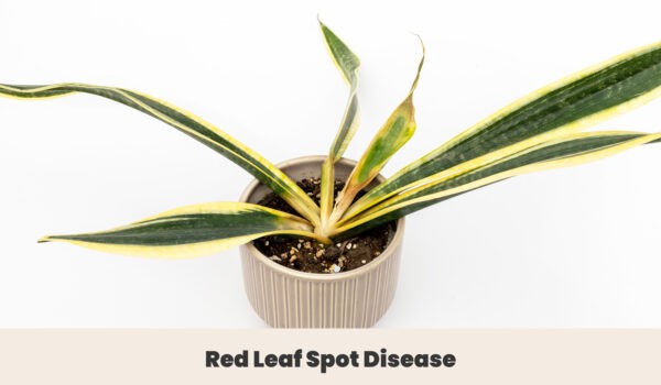 Brown Spots on Snake Plants - How To Identify & Treat, 2023