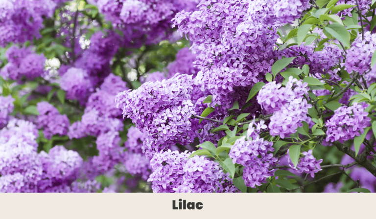 11 Flowers that Look Like Hydrangeas For Your Spring Garden