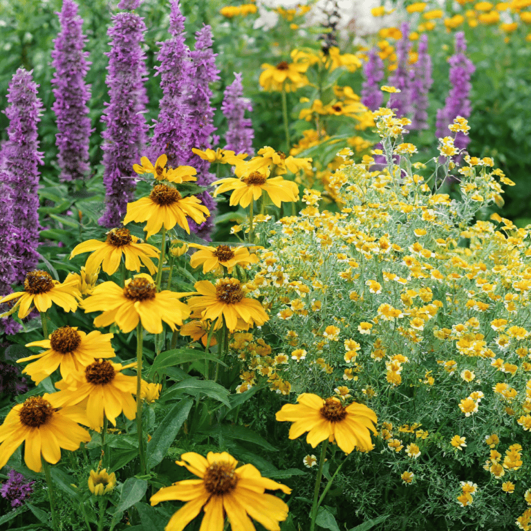 Moonbeam Coreopsis: A Gardener's Guide to Growing This Luminescent ...