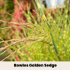 Transform Your Shaded Garden with Ornamental Grasses