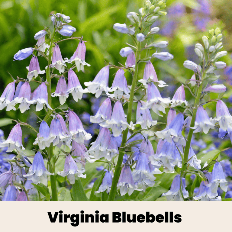 These Perennial Wildflowers Will Create a Pollinator Paradise