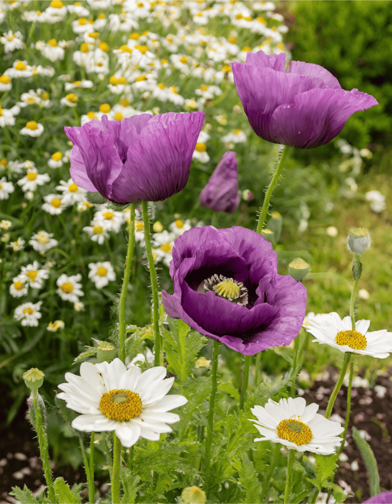 Crafting a Purple Poppy Paradise: 7 Flower Arrangement Ideas for Your ...