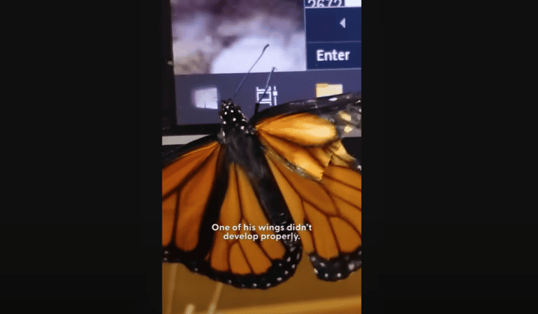 Gardener shares Her Touching Recovery Story of Repairing a Butterflies ...