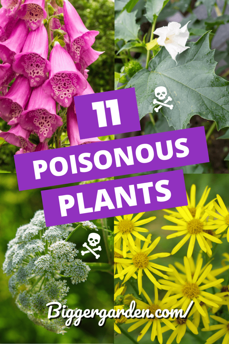Beware of These 11 Toxic flowers Often Mistaken for Weeds | Bigger Garden