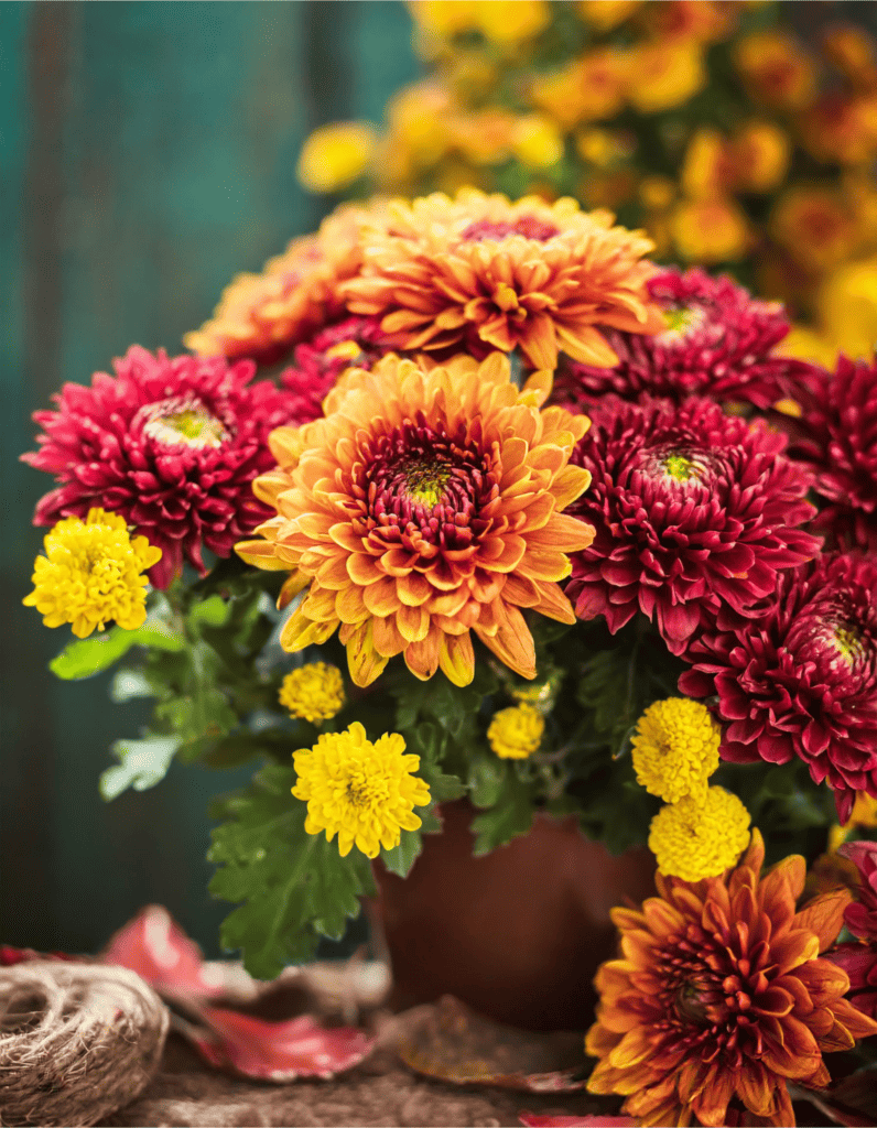 9 Tips to Keep Your Mums Blooming Beautifully Throughout Fall | Bigger ...