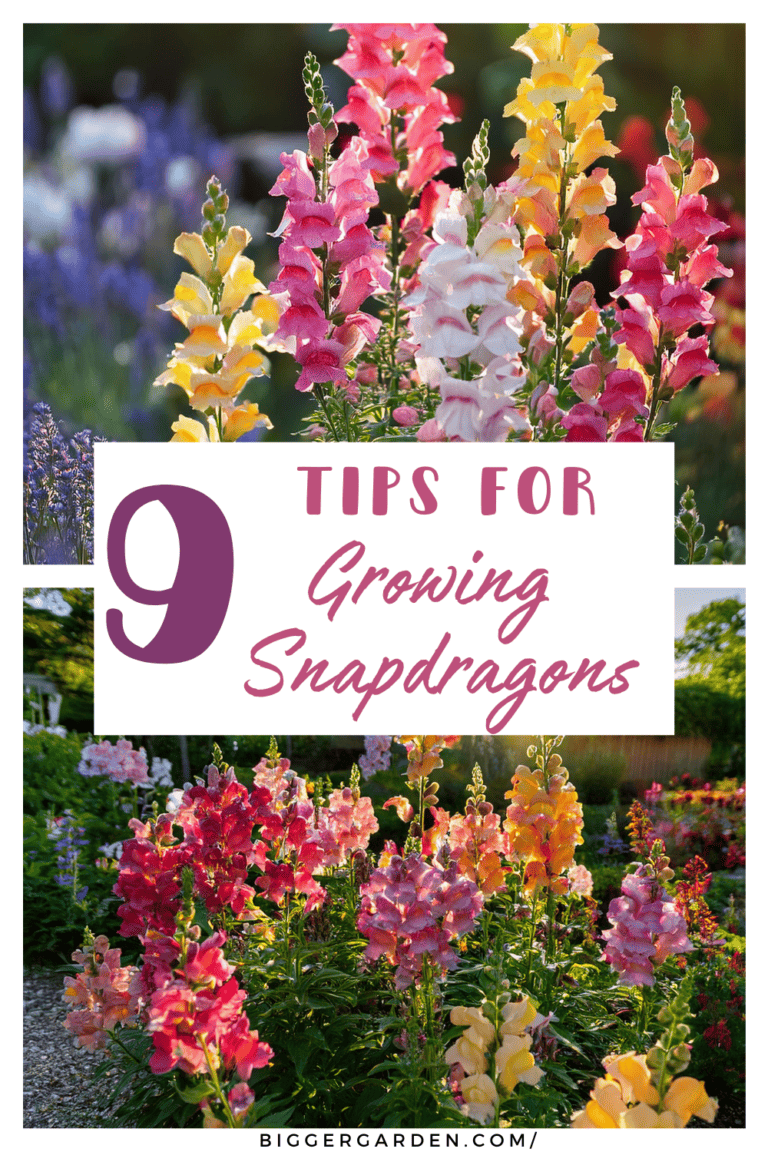 9 Simple Steps to Grow and Care for Snapdragon Flowers for Cut Flower Gardens | Bigger Garden