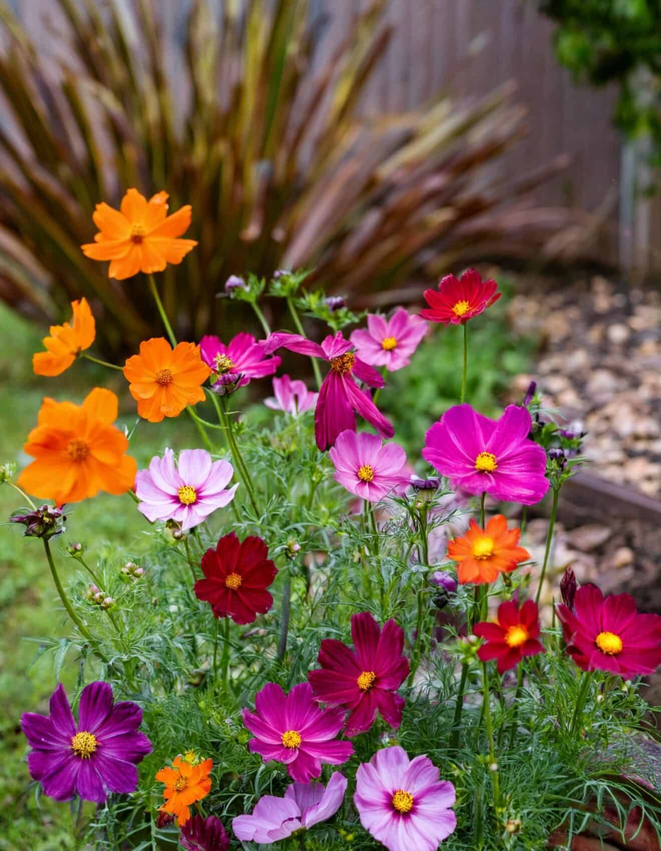 12 Tall Pink Perennials With The Best Flowers in Full Bloom