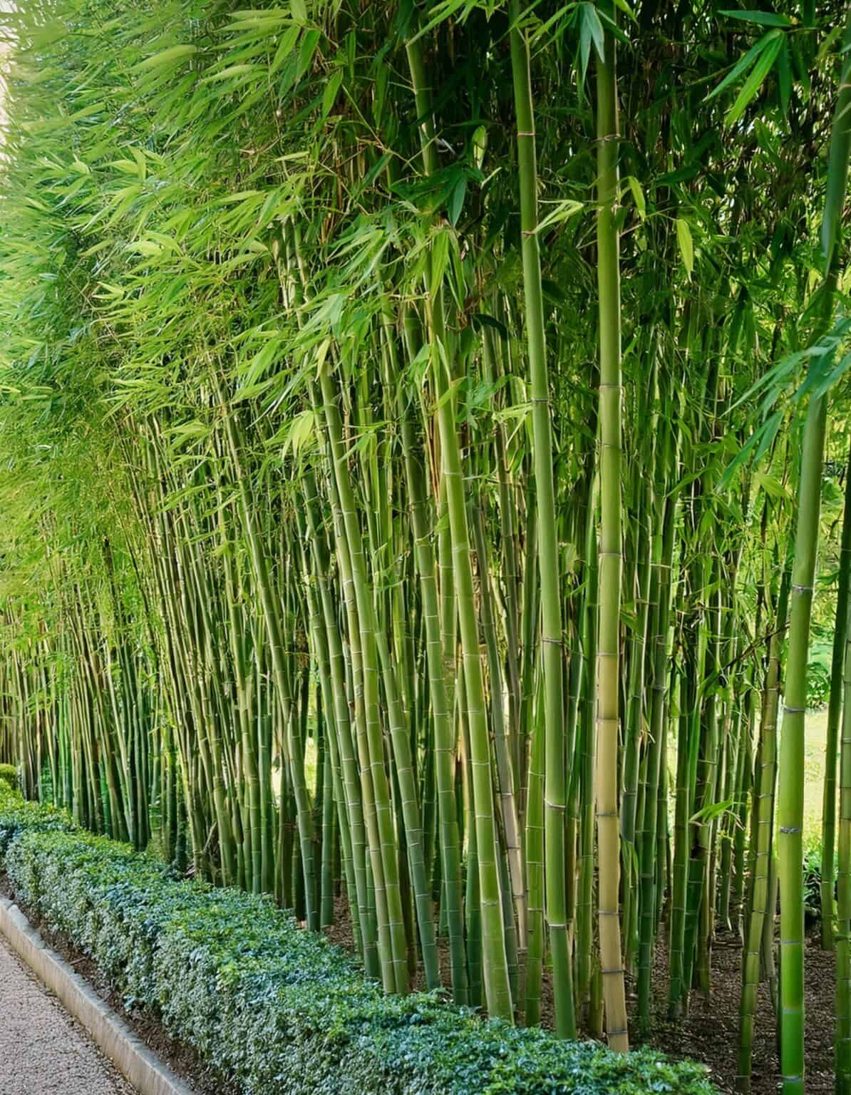 15 Stunning Living Privacy Fence Ideas to Transform Your Garden ...